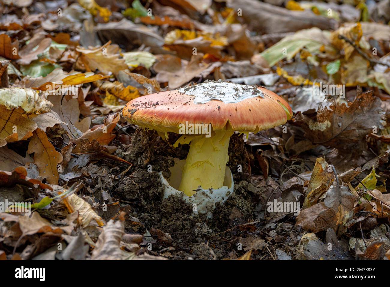 Close up of an Amanita Caesarea Mushroom, aka Caesars Mushroom in ...