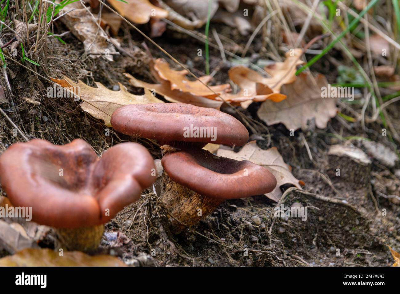 Omphalotus olearius mushroom hi-res stock photography and images - Alamy