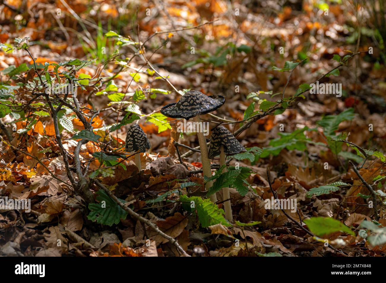 Coprinopsis picacea also known as Magpie fungus poisonous mushrooms in ...