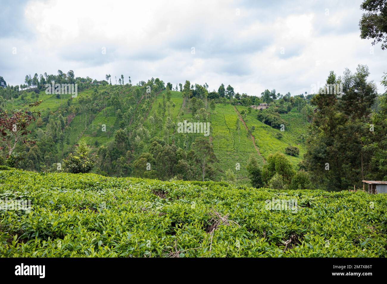 Muranga County Kenya East Africa Landscapes Large Scaling Framing Tea ...