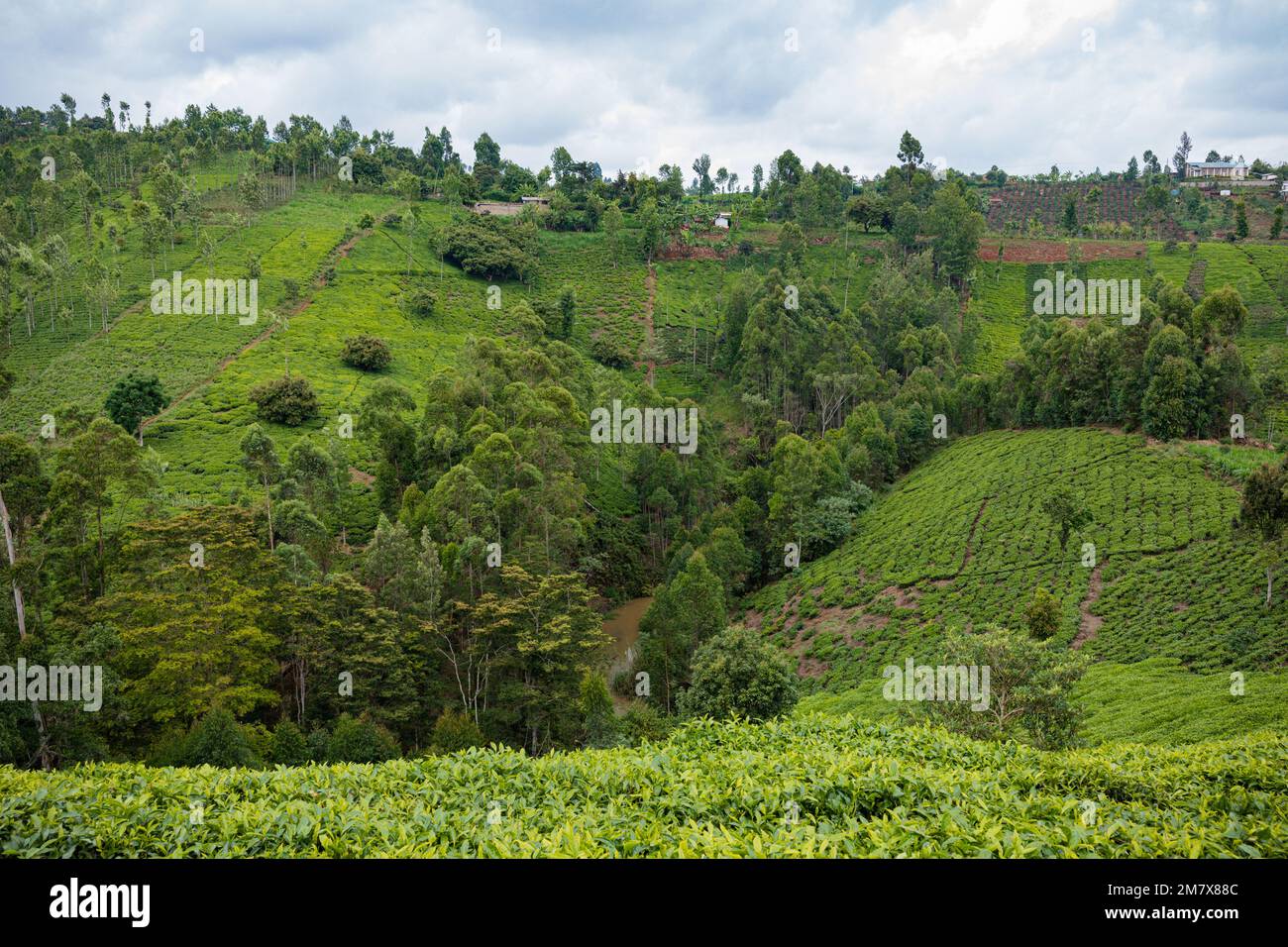Muranga County Kenya East Africa Landscapes Large Scaling Framing Tea ...