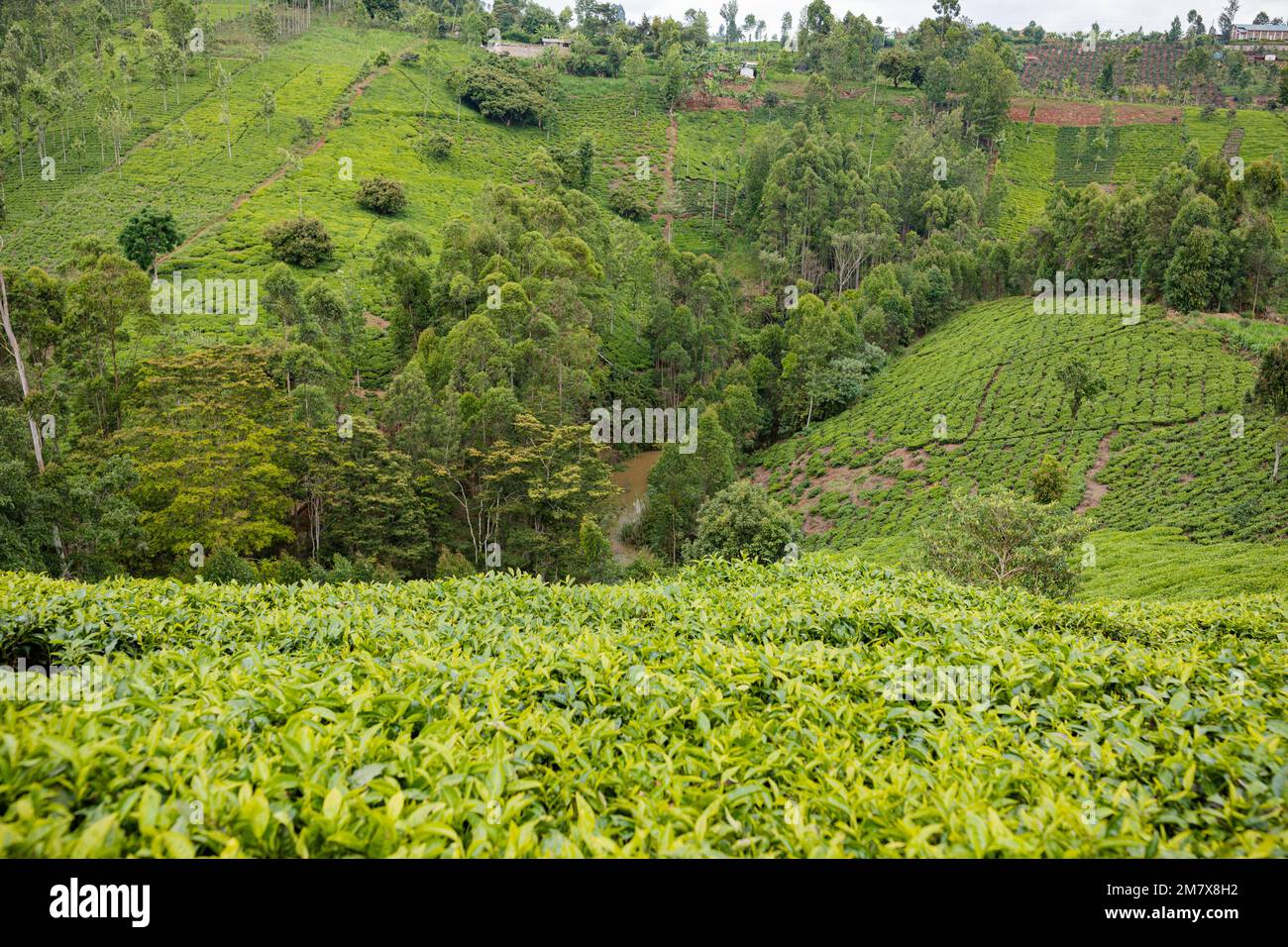 Muranga County Kenya East Africa Landscapes Large Scaling Framing Tea ...