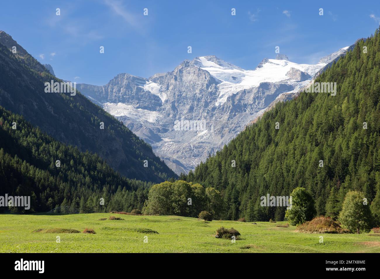 View of Saint Orso meadow and slopes of steep gorge with evergreen pine ...
