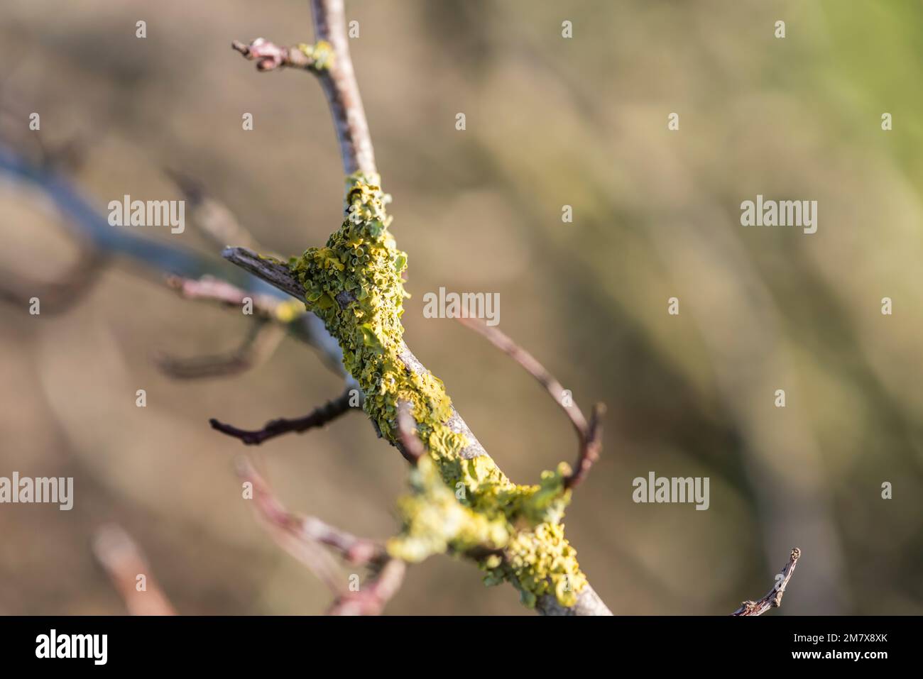 Lichen growing on a hawthorn branch in winter, County Down, Northern ...
