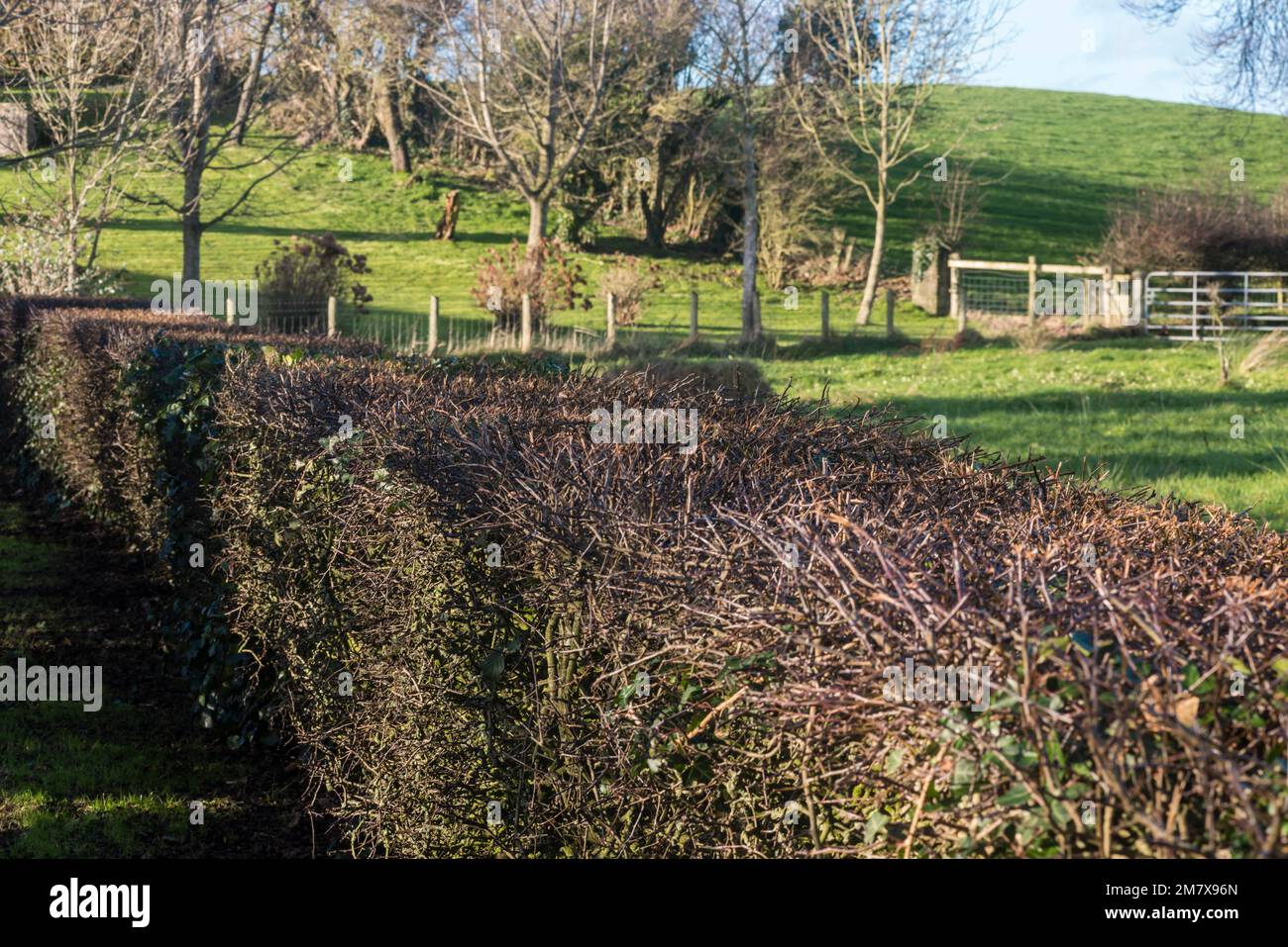 Freshly trimmed hedges at a field in County Down, Northern Ireland ...