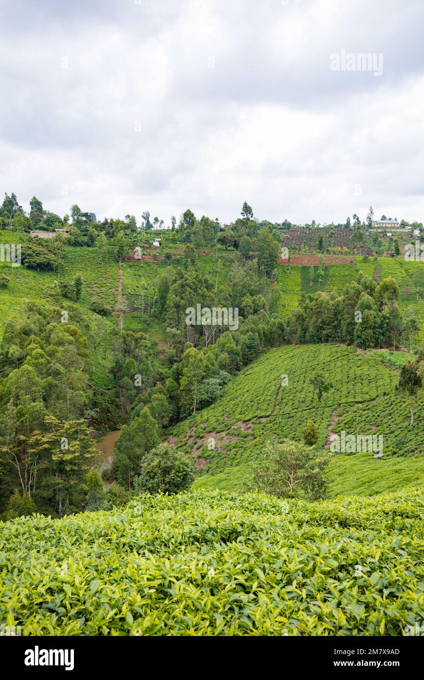 Muranga County Kenya East Africa Landscapes Large Scaling Framing Tea ...
