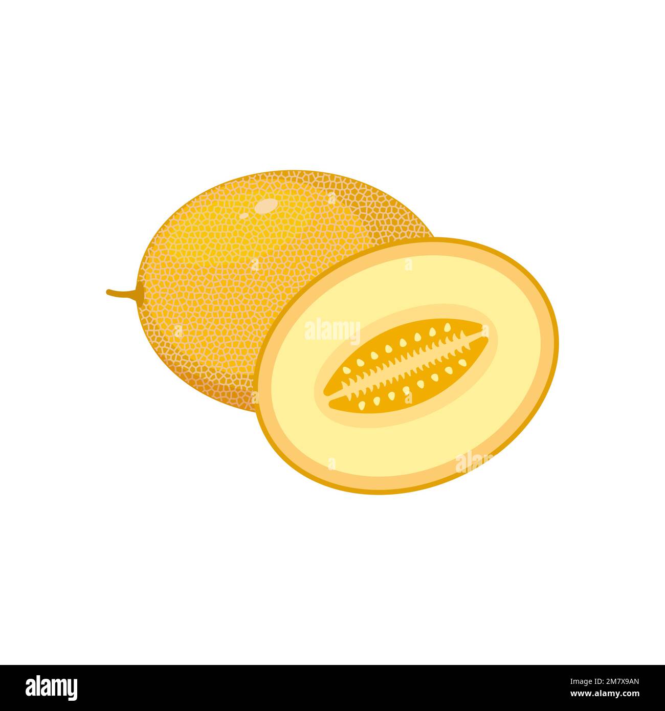 Muskmelon closeup Stock Vector Images - Alamy