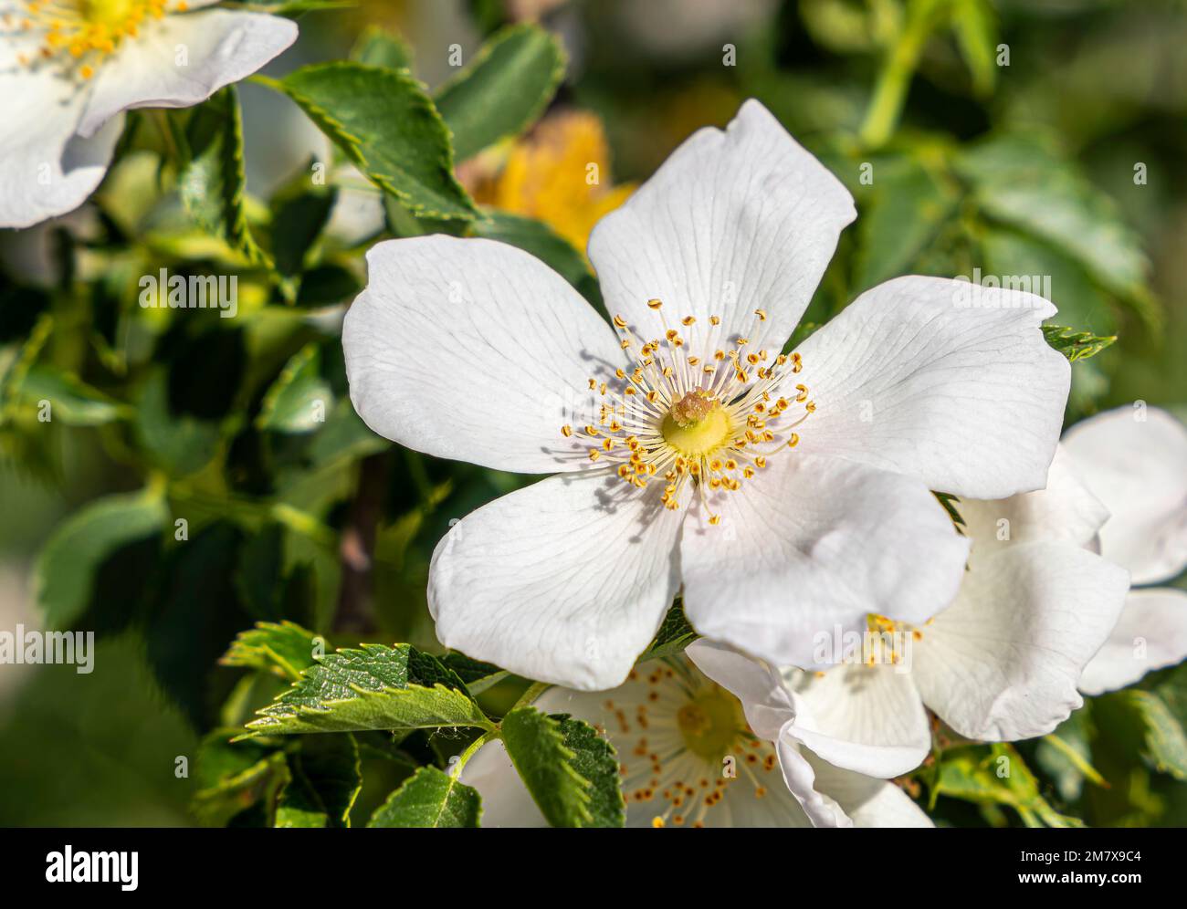 Dog rose (Rosa Canina) close up. light white flowers in bloom on ...