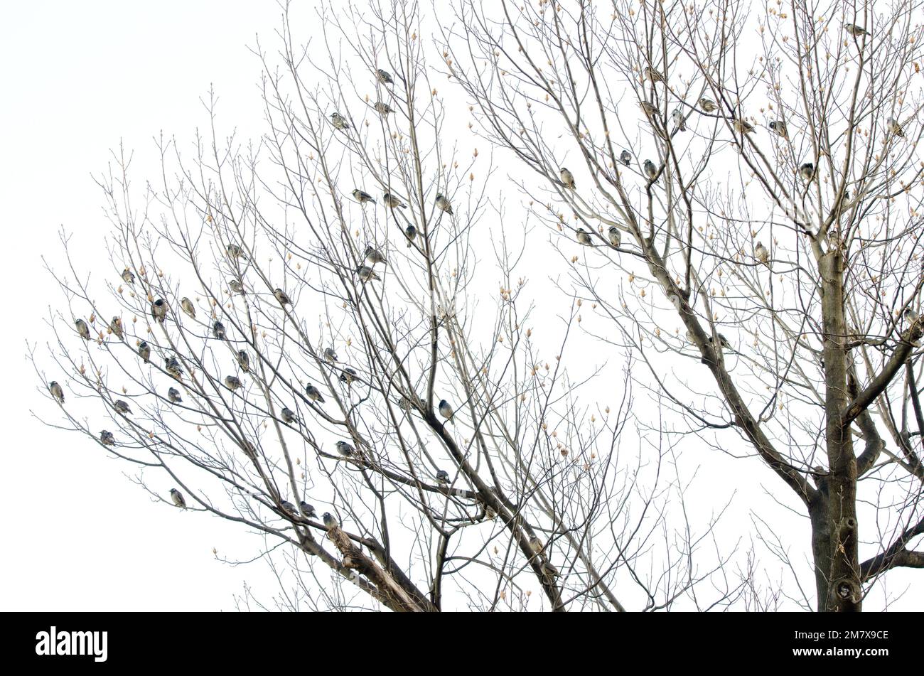 White-cheeked starlings Spodiopsar cineraceus perched on a tree ...