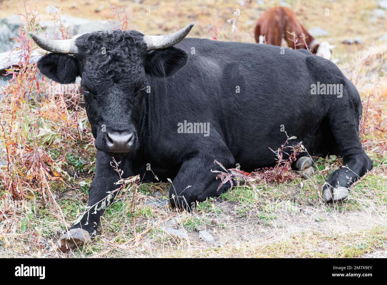 Thoroughbred black young bull with horns, wide-set eyes and curls on ...