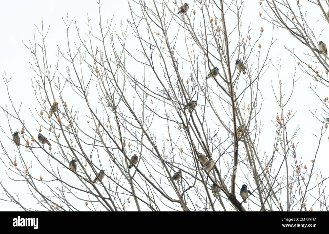 White-cheeked starlings Spodiopsar cineraceus perched on a tree ...