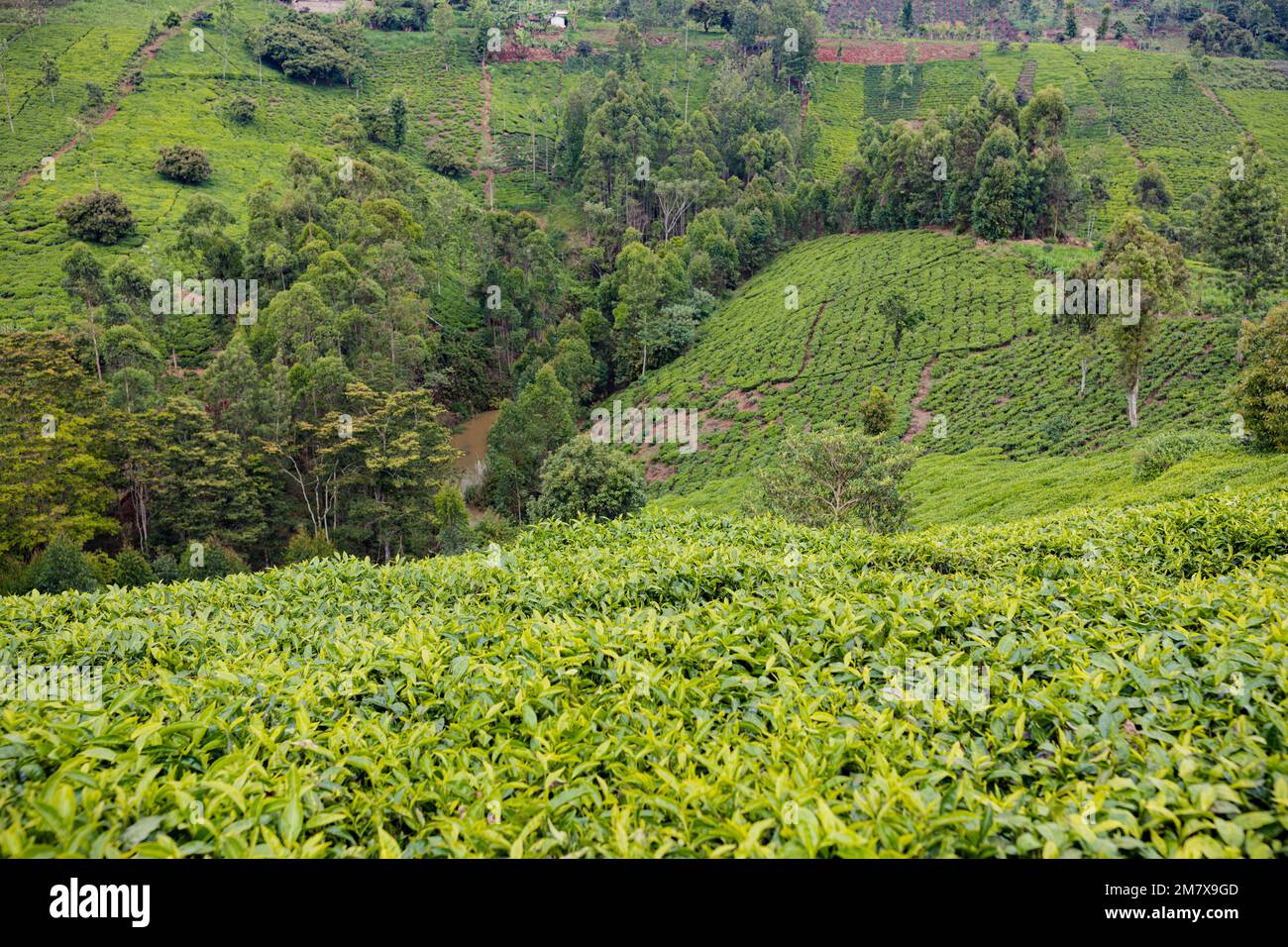 Muranga County Kenya East Africa Landscapes Large Scaling Framing Tea ...