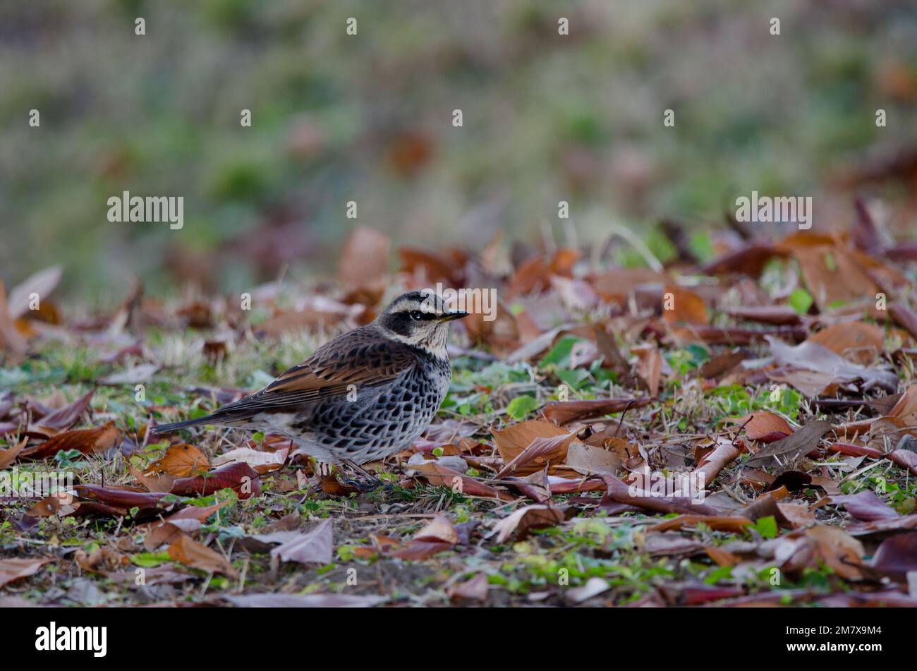 Fieldfare Turdus pilaris in a garden. Hamarikyu Gardens. Tokyo. Honshu ...