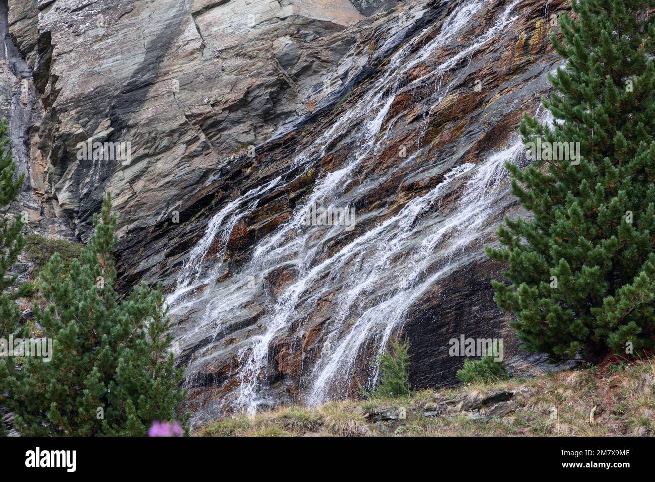 Perfect in shape spruces and alpine grasses, against background of ...