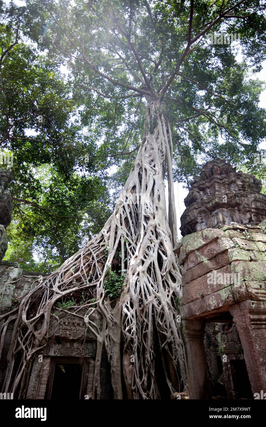 Temples of Angkor. Ta Prohm Stock Photo - Alamy
