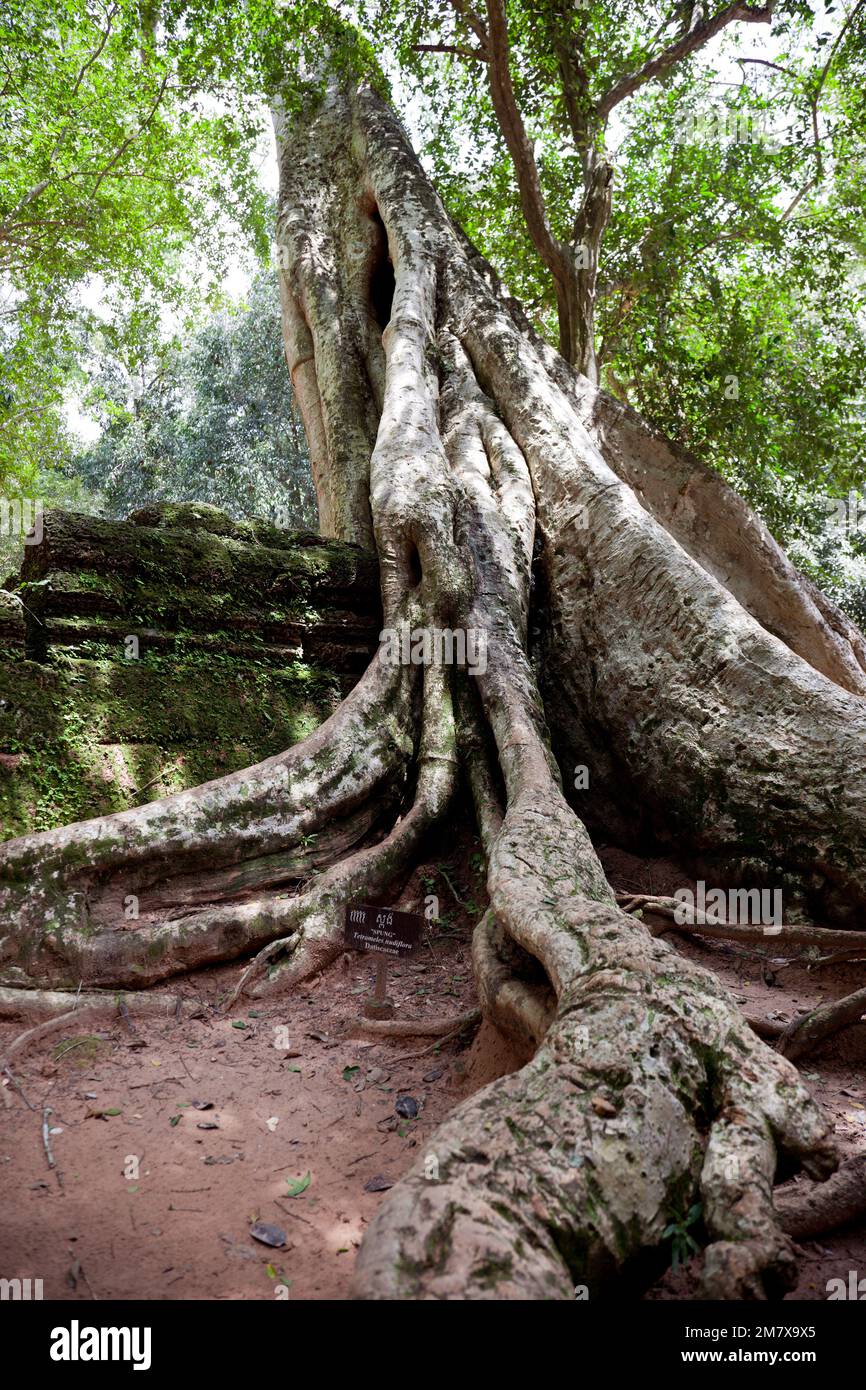 Temples of Angkor. Ta Prohm Stock Photo - Alamy
