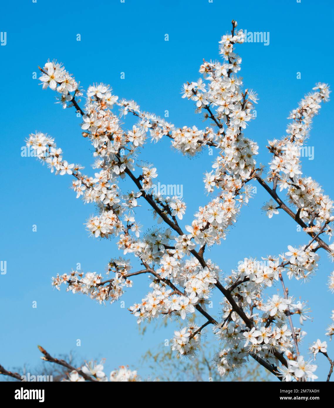 The Blossoms of a Prunus Tree are Isolated Against the Blue Sky Stock ...