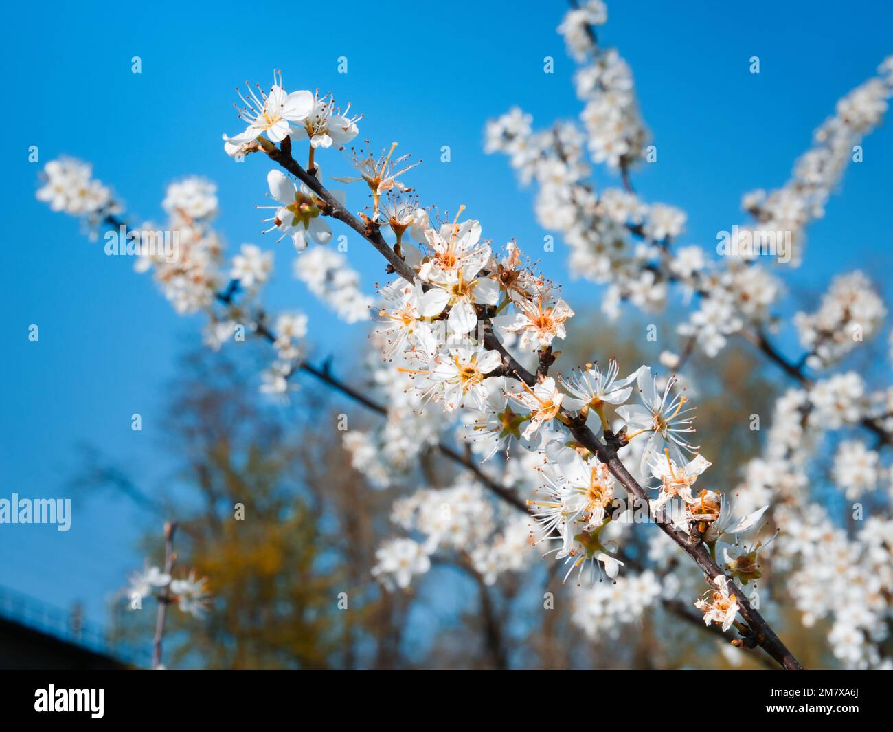 A Blossoms of a Prunus Tree are Isolated Against the Blue Sky Stock ...