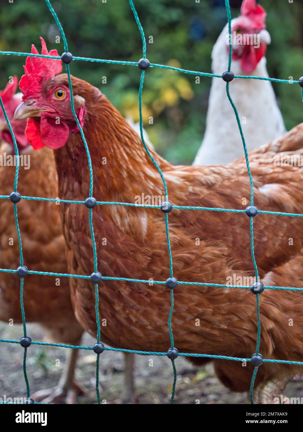 Hen behind fence hi-res stock photography and images - Alamy