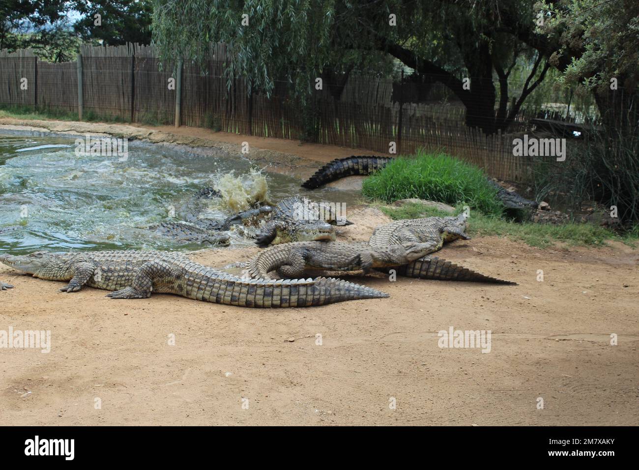 Big alligators hi-res stock photography and images - Alamy