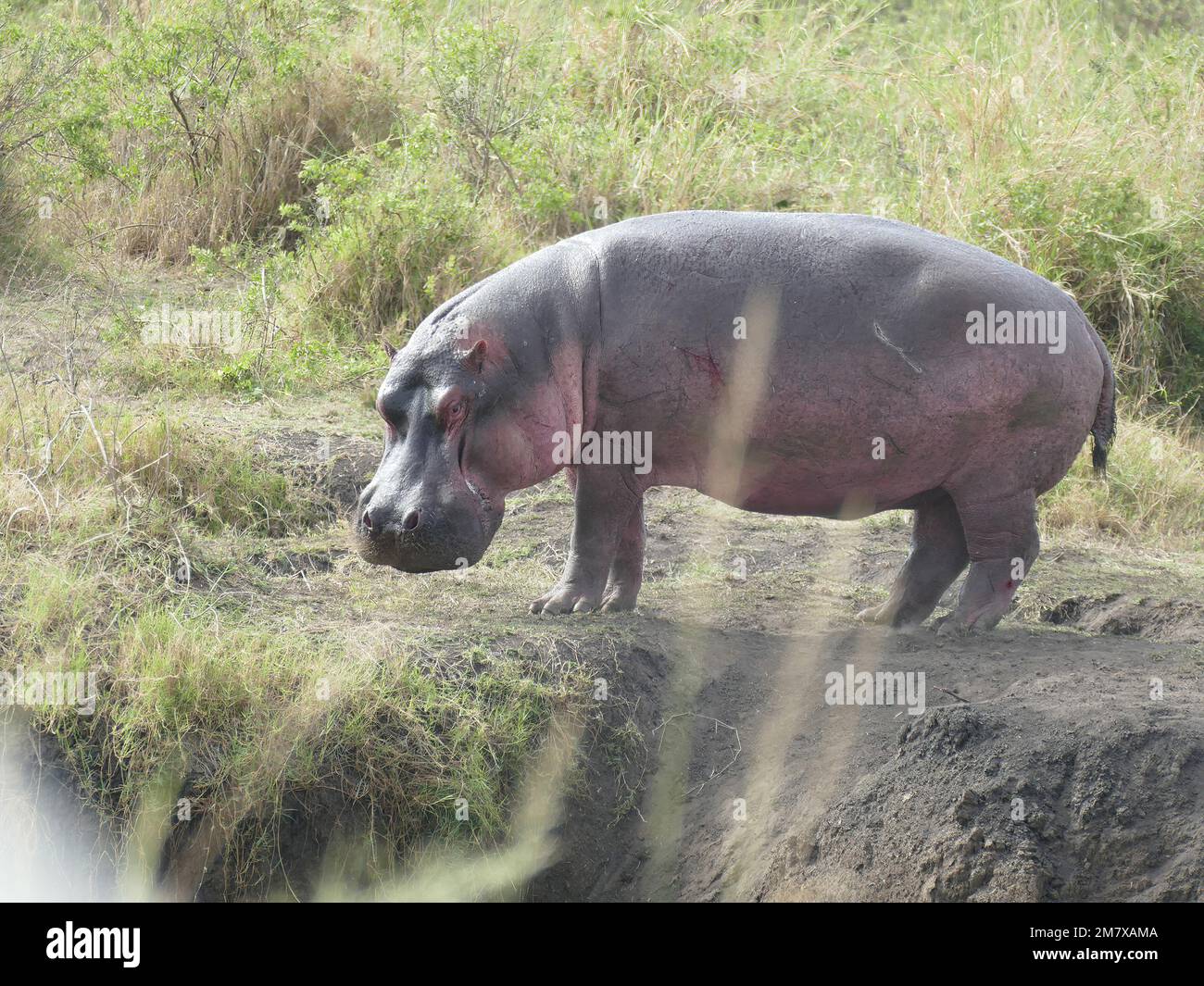 A huge hippopotamus (Hippopotamus amphibius) need to spend most of the ...