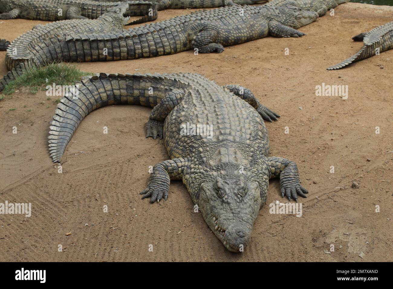 Big alligators hi-res stock photography and images - Alamy