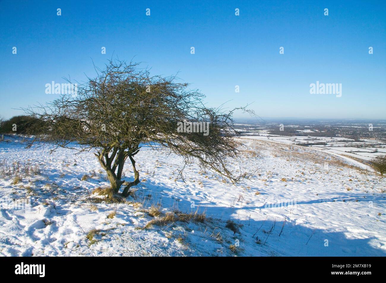 tree and winter snow on the sussex downs Stock Photo - Alamy