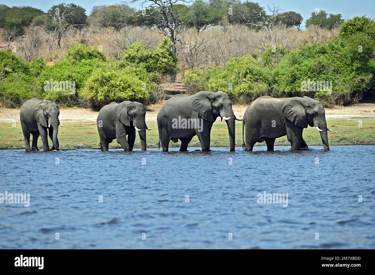 A herd of elephants crossing the Chobe river, at Chobe nationalpark in ...