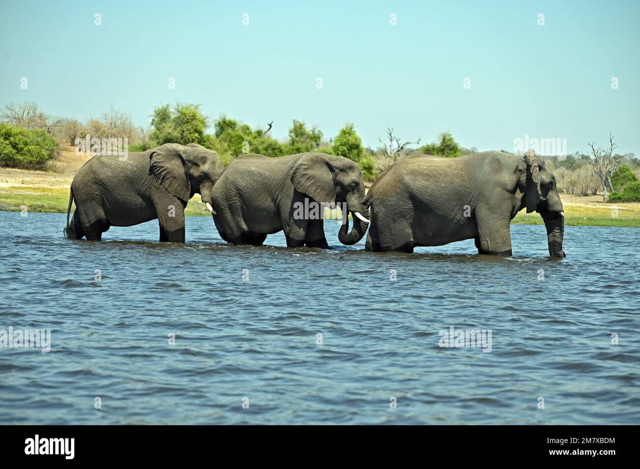 A herd of elephants crossing the Chobe river, at Chobe nationalpark in ...