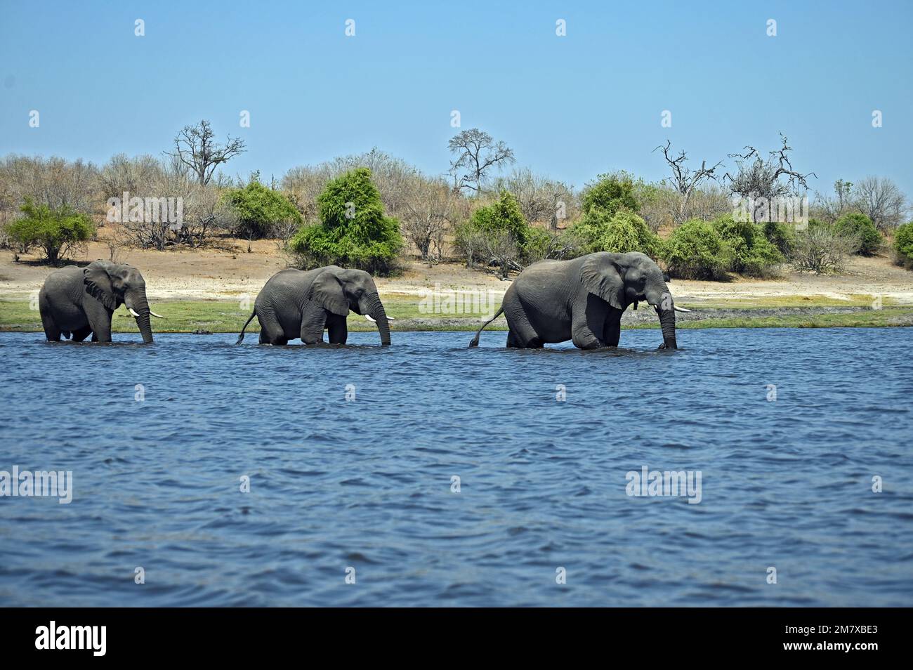 Chobe river nationalpark hi-res stock photography and images - Alamy