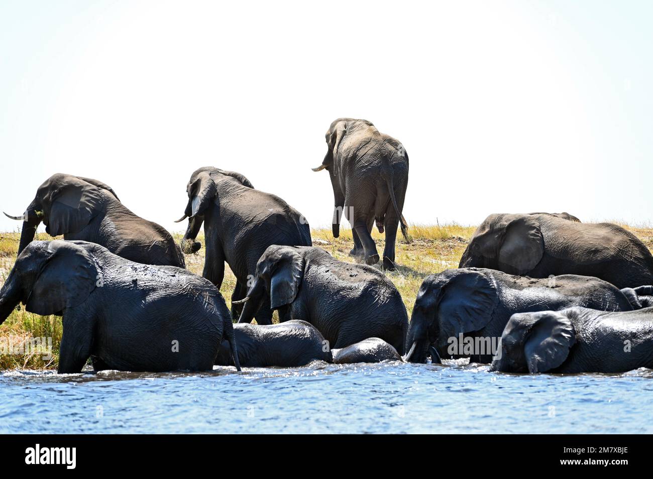 Chobe river nationalpark hi-res stock photography and images - Alamy