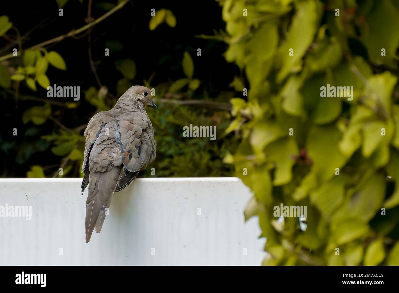 Mourning dove perched on fence hi-res stock photography and images - Alamy