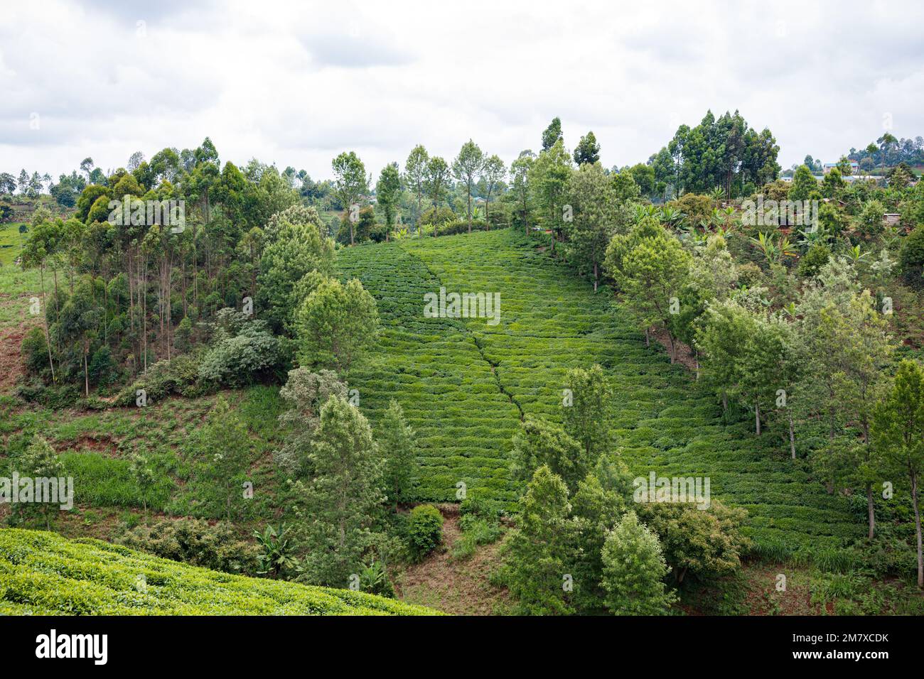 Muranga County Kenya East Africa Landscapes Large Scaling Framing Tea ...