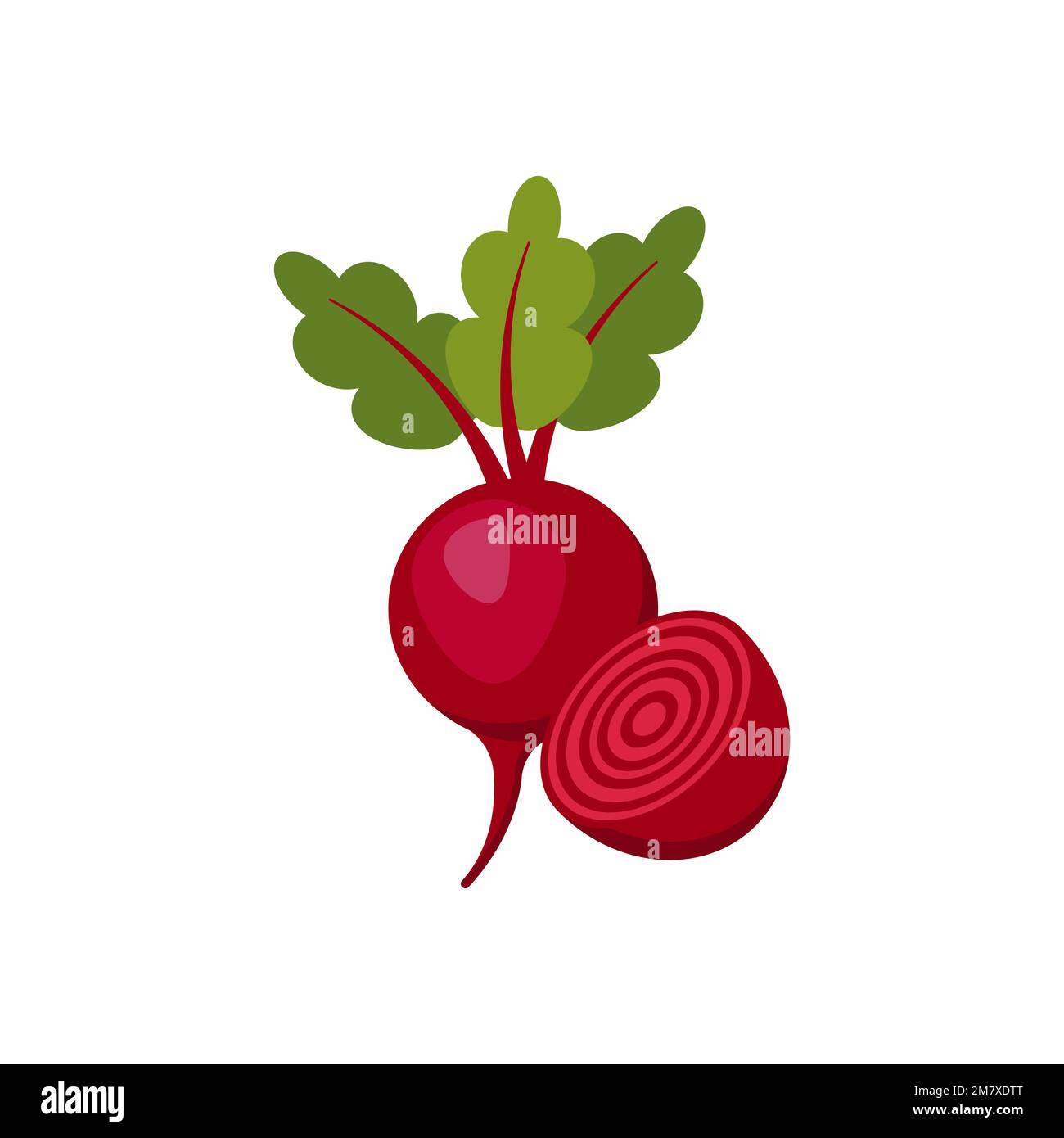 beet isolated on white background. Vector illustration. Eps 10 Stock ...