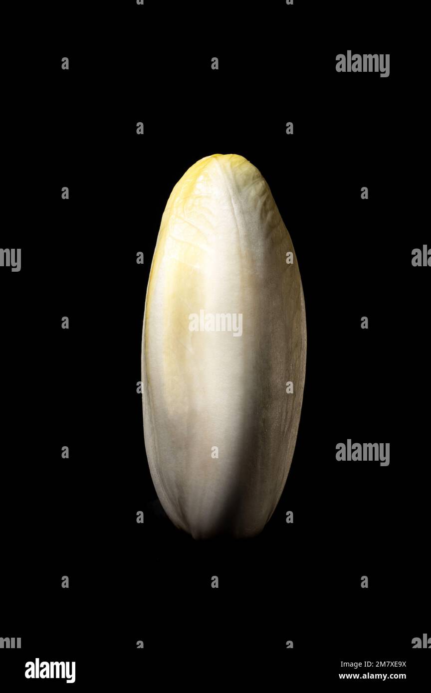 White Belgian endive, foliosum, against a black background, Brussels ...