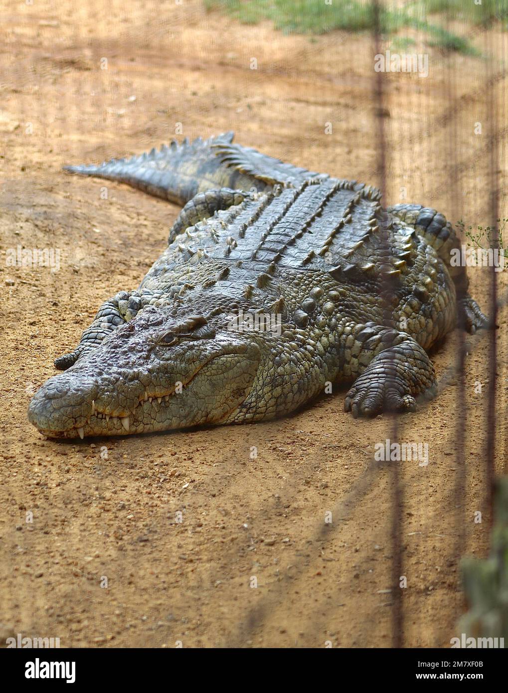 A vertical shot of a large alligator on a sandy field behind a fence ...