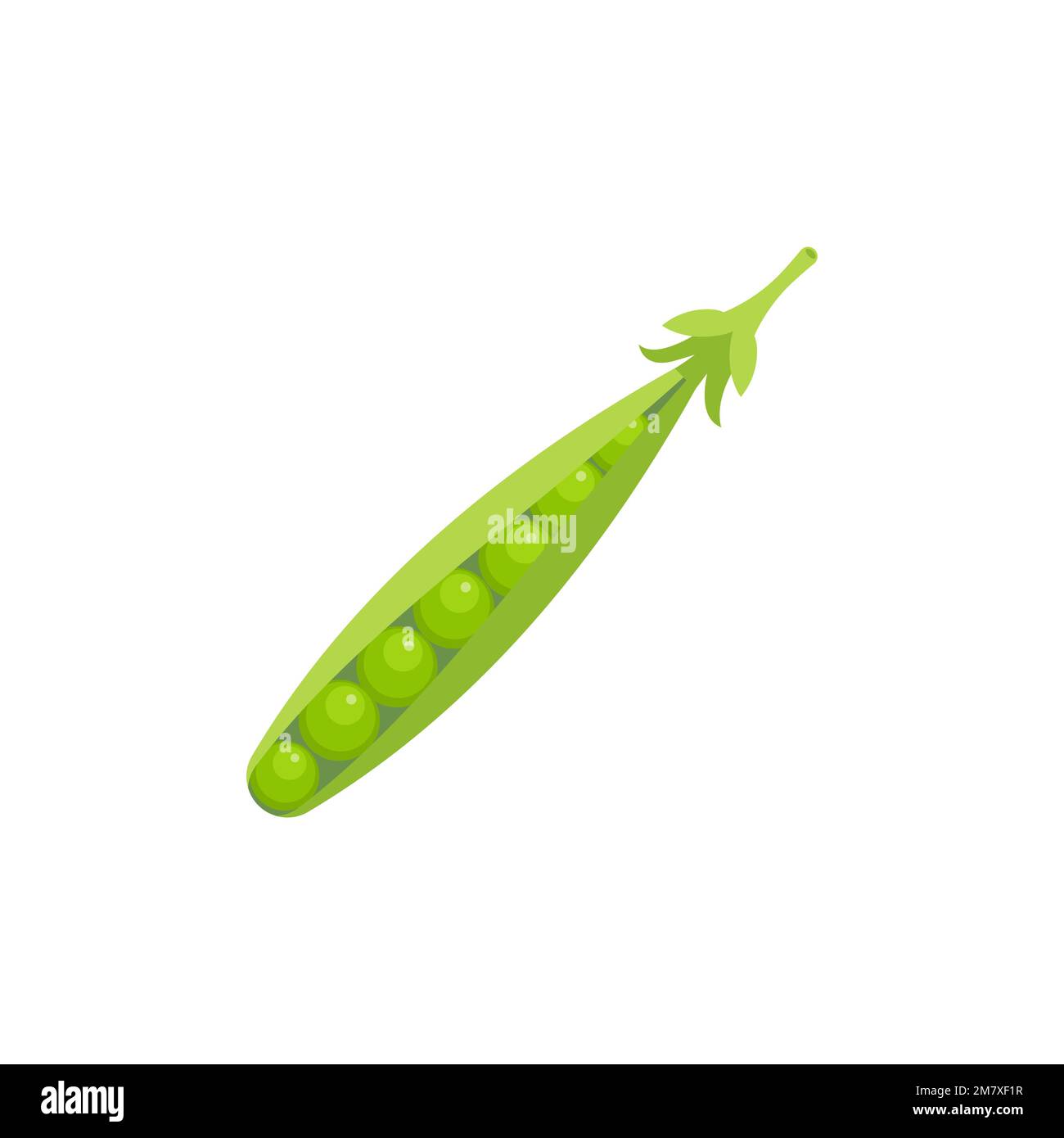 Pea isolated on white background. Vector illustration. Eps 10 Stock ...
