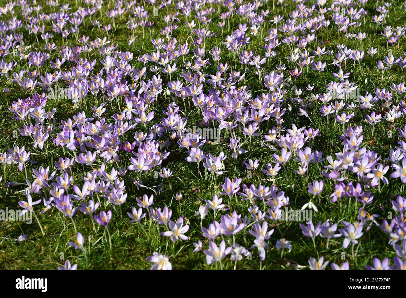 Naturalised species hi-res stock photography and images - Alamy