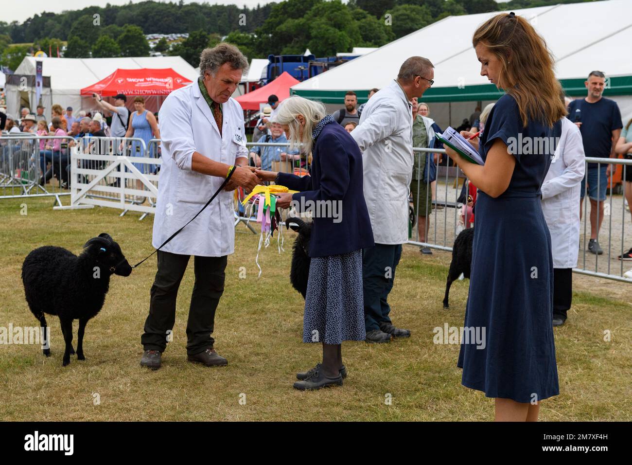 Black Hebridean sheep (award-winning prizewinning pedigree ewes rams ...