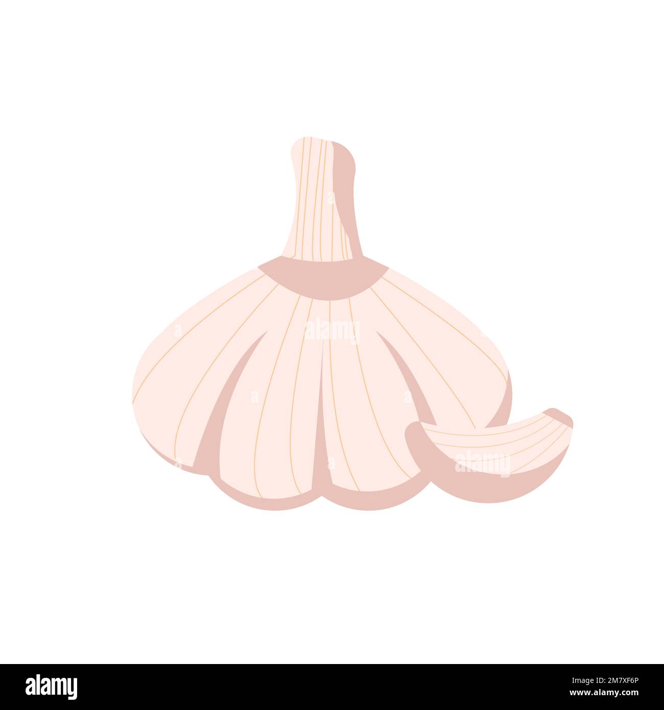 garlic isolated on white background. Vector illustration. Eps 10 Stock ...