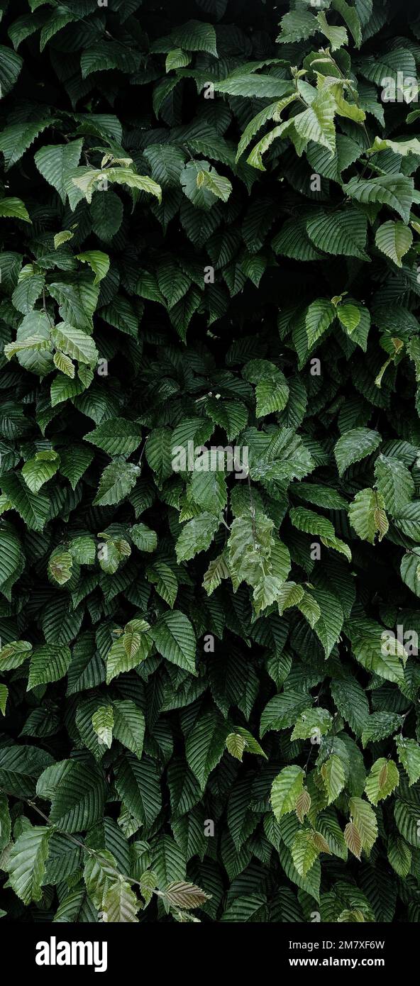 A vertical leaf texture background Stock Photo - Alamy