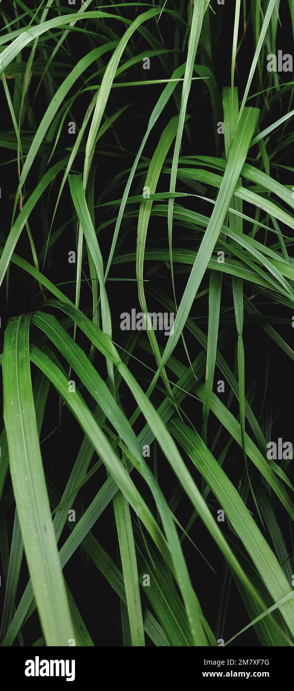 A vertical glass plant texture background Stock Photo - Alamy