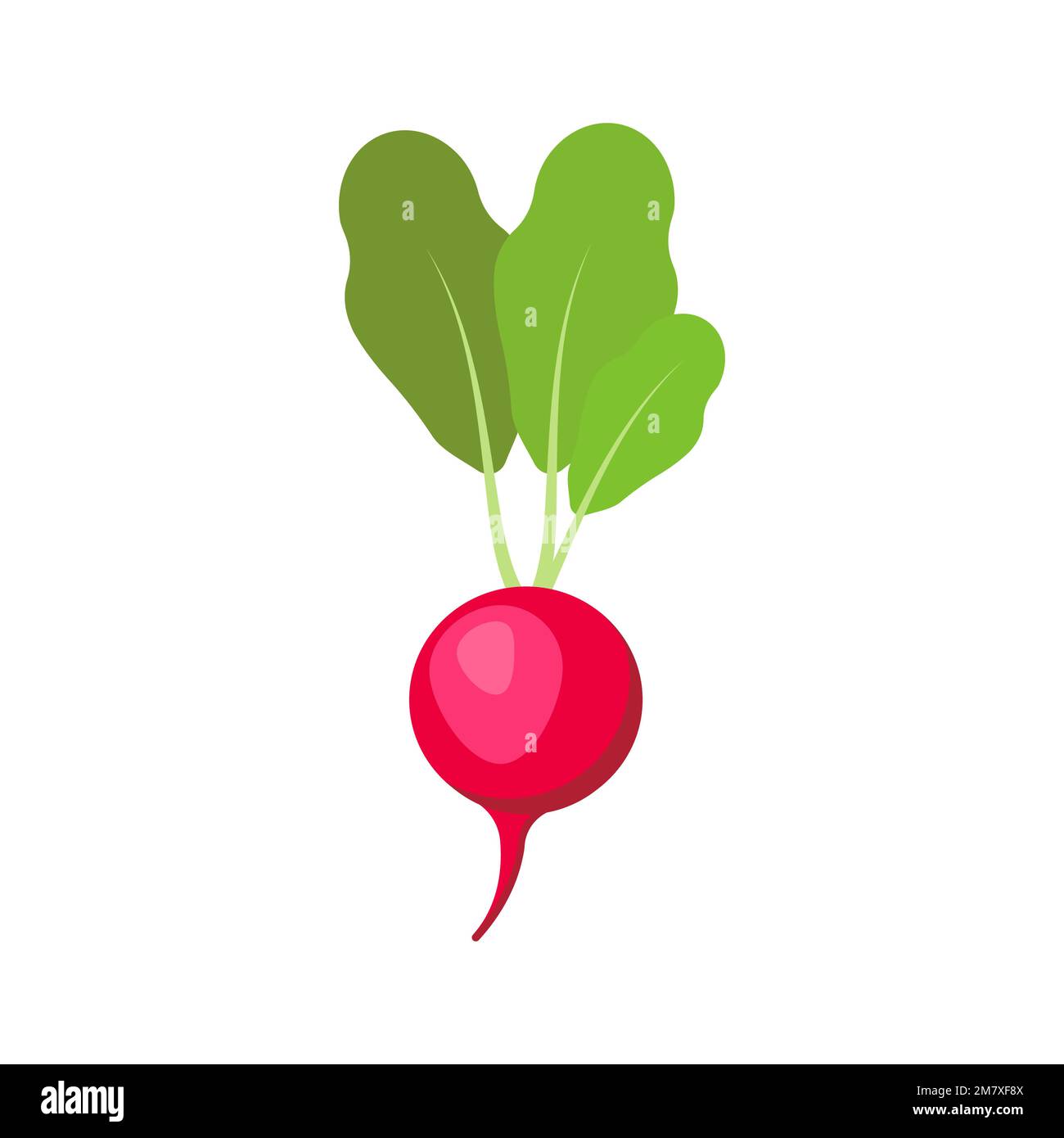 Radish isolated on white background. Vector illustration. Eps 10 Stock ...