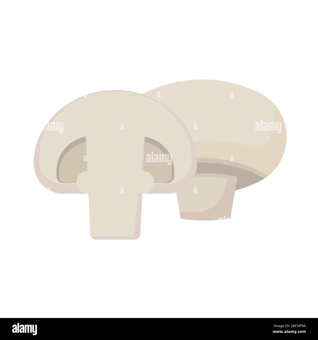 mushroom champignon isolated on white background. Vector illustration ...
