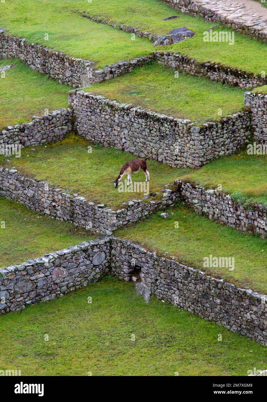 Alpaca Grazing on Ancient Incan Ruin Stock Photo - Alamy