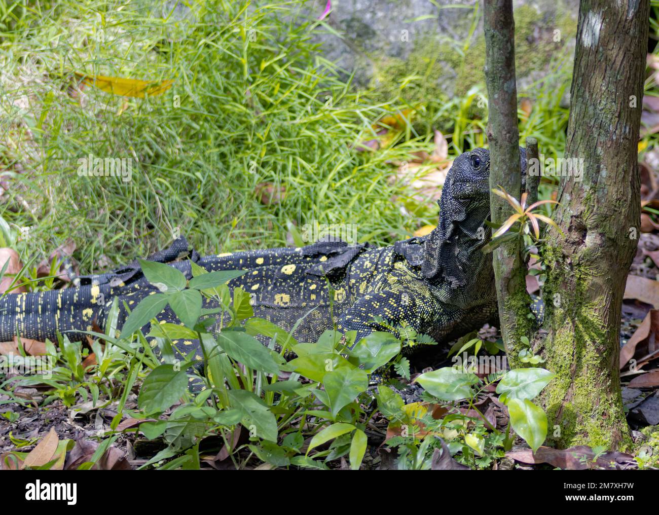 The crocodile monitor is a large lizard species found in New Guinea. It ...