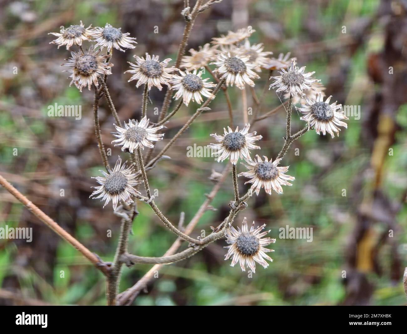 Withered flowers on sunny hi-res stock photography and images - Alamy