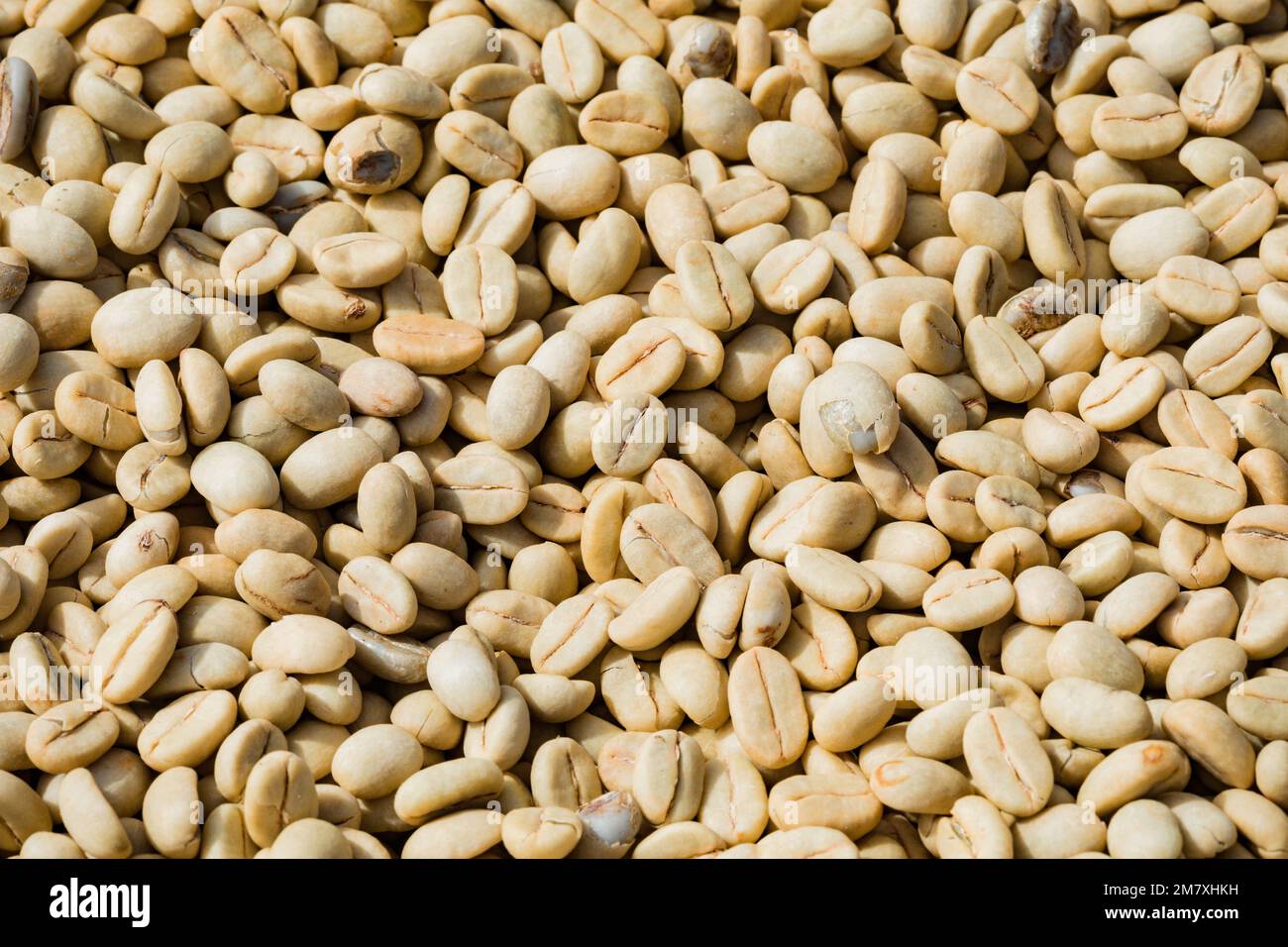 Red Coffee Beans Coffee red beans raw ripe farming in Kenya East Africa ...