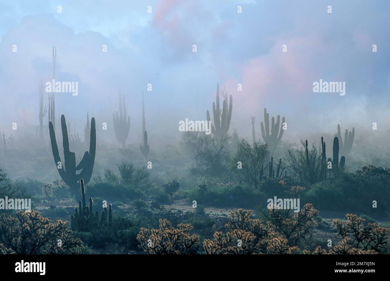 Mexico, Baja California Norte, La Rosario, desert fog Stock Photo - Alamy