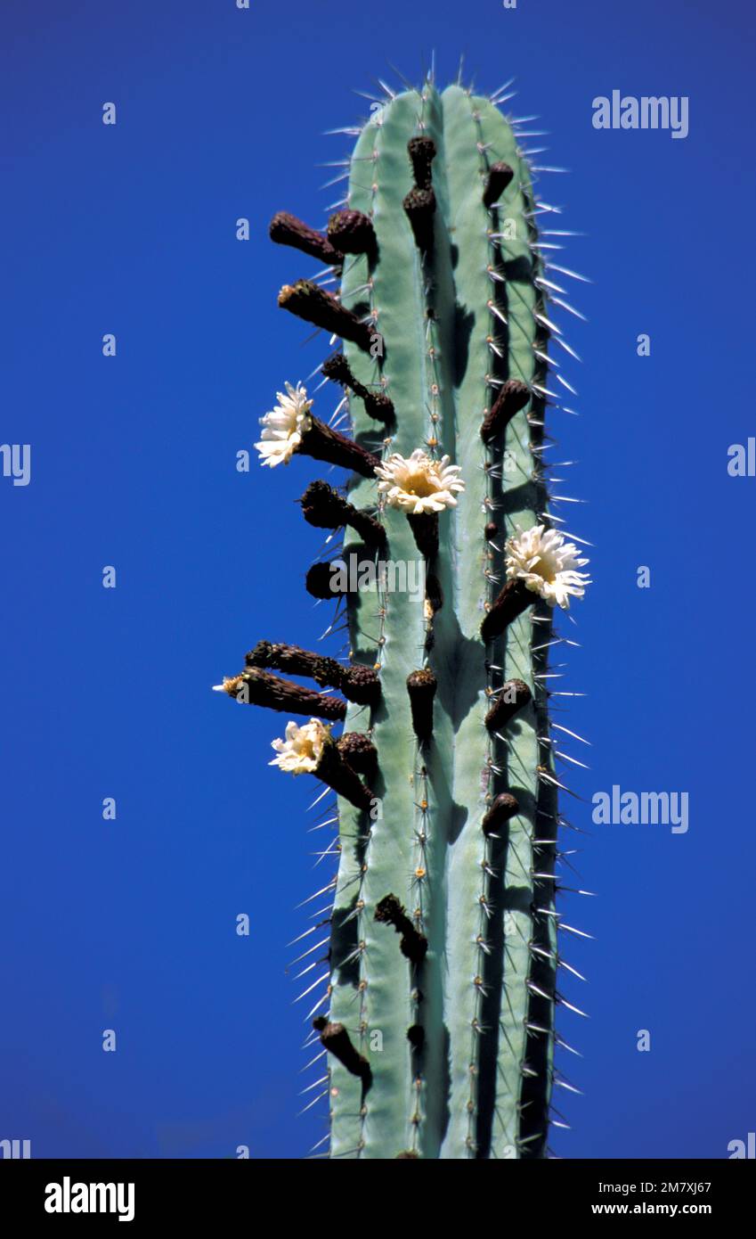 Mexico, Oaxaca, cactus, cardon Stock Photo - Alamy